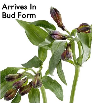 The FTD Cherished Friend Bouquet c1426 | Funeral Flower Arrangements